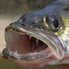 Walleye Habitat, Characteristics: Their biology & hangouts