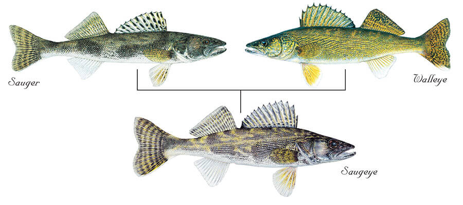 Walleye Habitat, Characteristics: Their biology & hangouts | Walleye Baits
